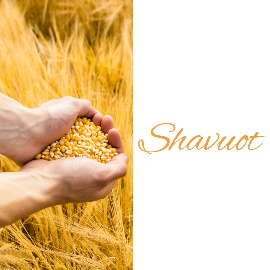 Hands Holding Wheat Grains for Shavuot Celebration