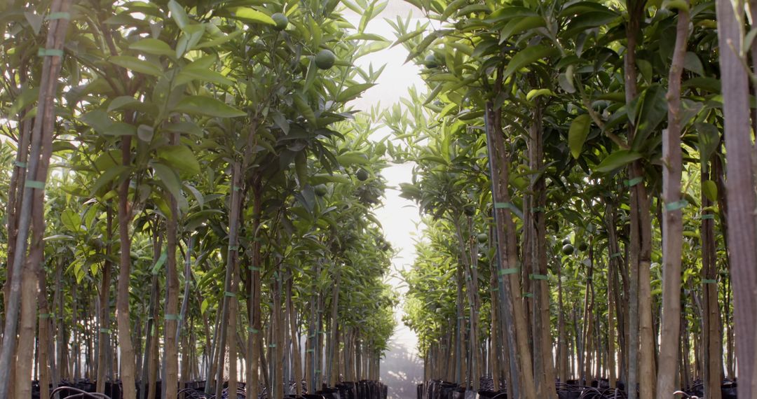 Potted Tree Saplings in Nursery for Sustainable Agriculture - Free ...