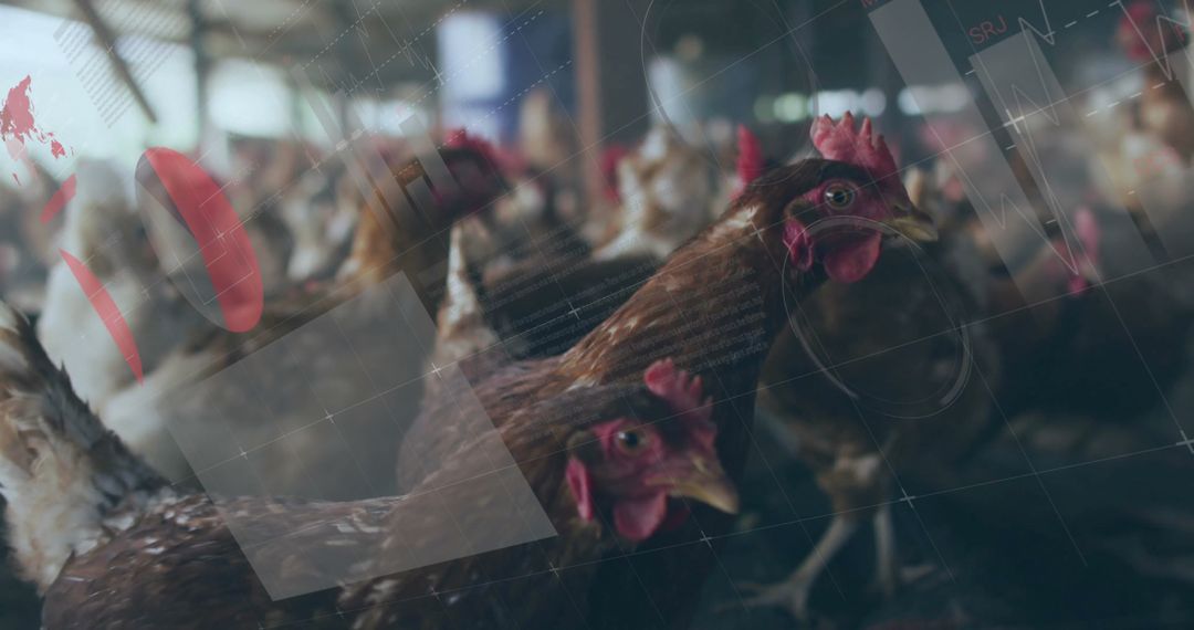 Brown Laying Hens in Poultry Barn - Free Stock Photo | Pikwizard