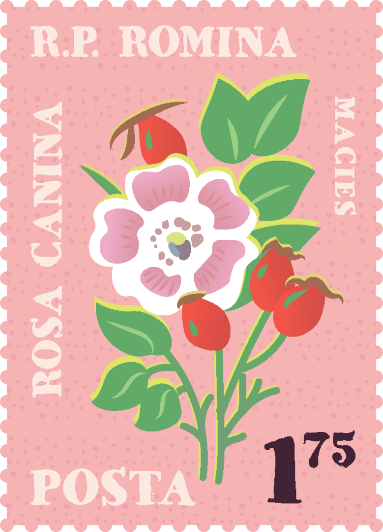 Pink Floral Stamp Illustration on Transparent Background, Vintage Design