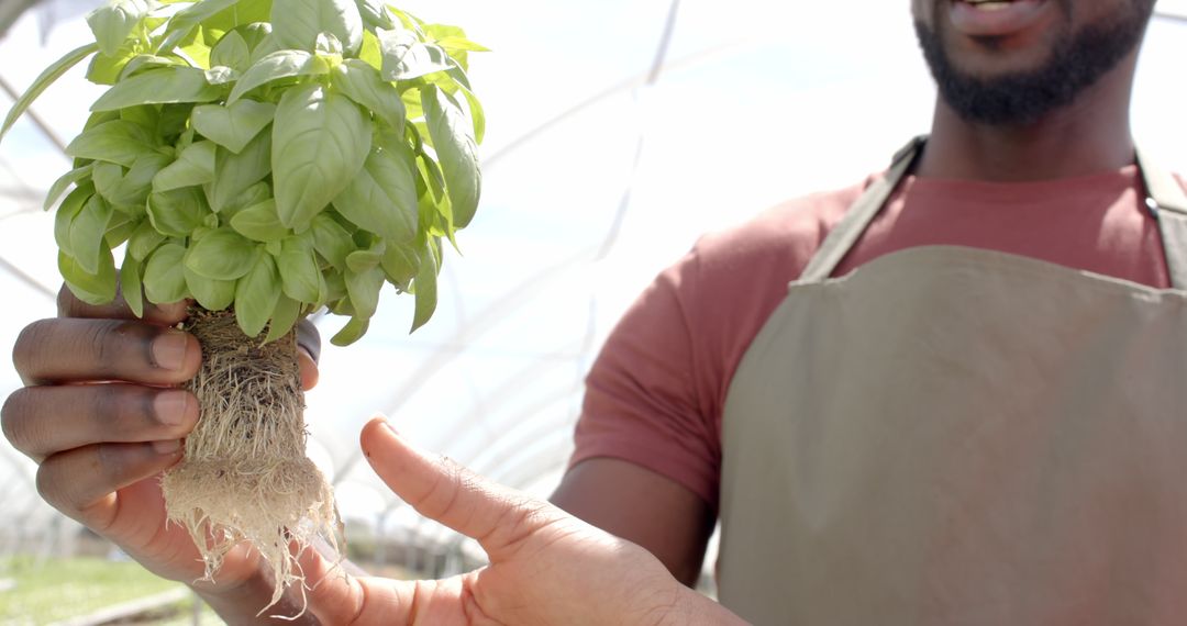 Showing basil plant roots in hydroponic greenhouse - Free Stock Photo ...