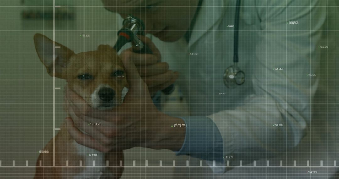 Veterinarian Using Otoscope for Dog Ear Examination in Clinic - Free ...