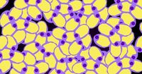 Colorful Abstract Cells Illustrating Human Biology Concepts - Download ...