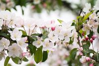 101 Free Spring Zoom Backgrounds | Free HD Downloads - Pikwizard