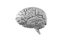 Digital White Human Brain Illustration on Transparent Background for ...