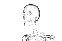 Transparent Human Skeleton Diagram on Black Background - Download Free ...