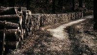 Rural Forest Path Lined with Stacked Logs at Dawn from Pikwizard