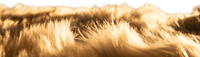 Smooth Fur Texture on Vibrant Transparent Background - Download Free ...