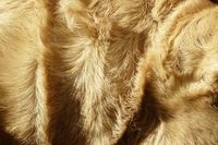Close-up Detailed Texture of Golden Fur from Pikwizard