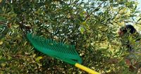 Green Rake in Olive Harvesting Orchard, Focus on Agricultural Tools ...