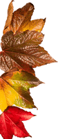 Assorted Fall Leaves on Transparent Background for Nature Design ...