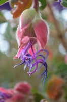 Close-Up of Unique Fuzzy Flower with Dew from Pikwizard